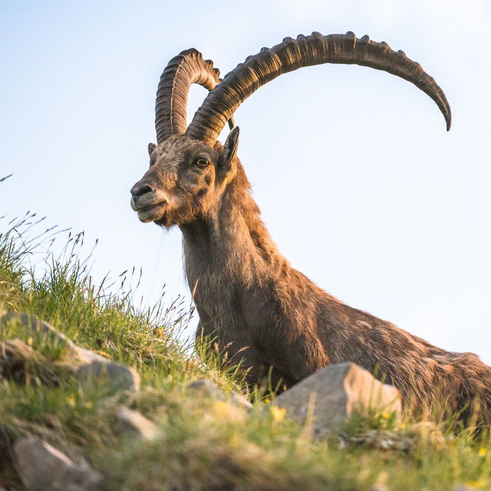 Goat Hunting Near DFW, TX | Ranger Ridge in Dallas, TX