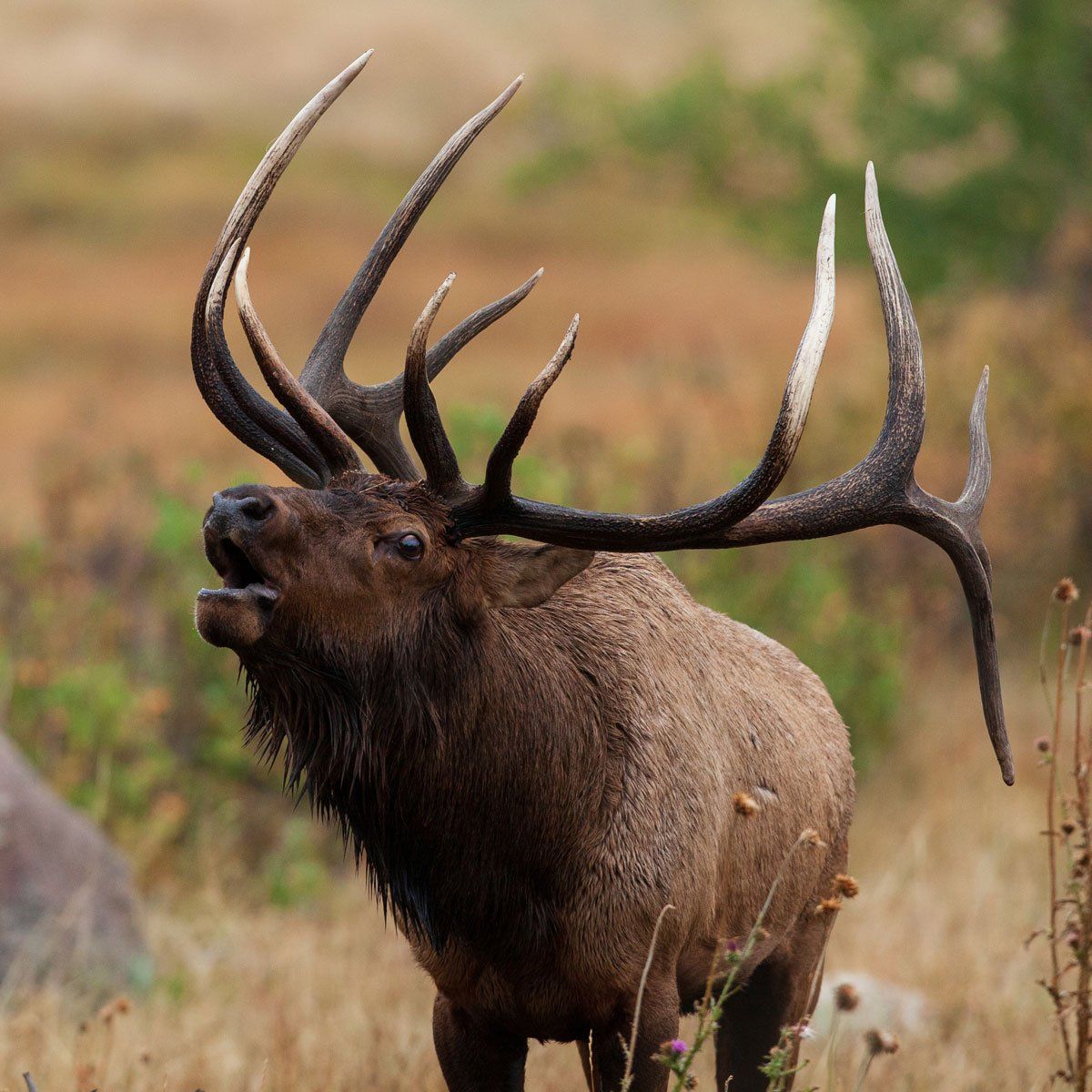Elk Hunting near DFW, TX | Ranger Ridge Estates