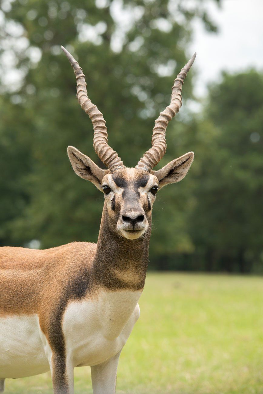 Exotic Game Hunting Near DFW, TX | Ranger Ridge Estate