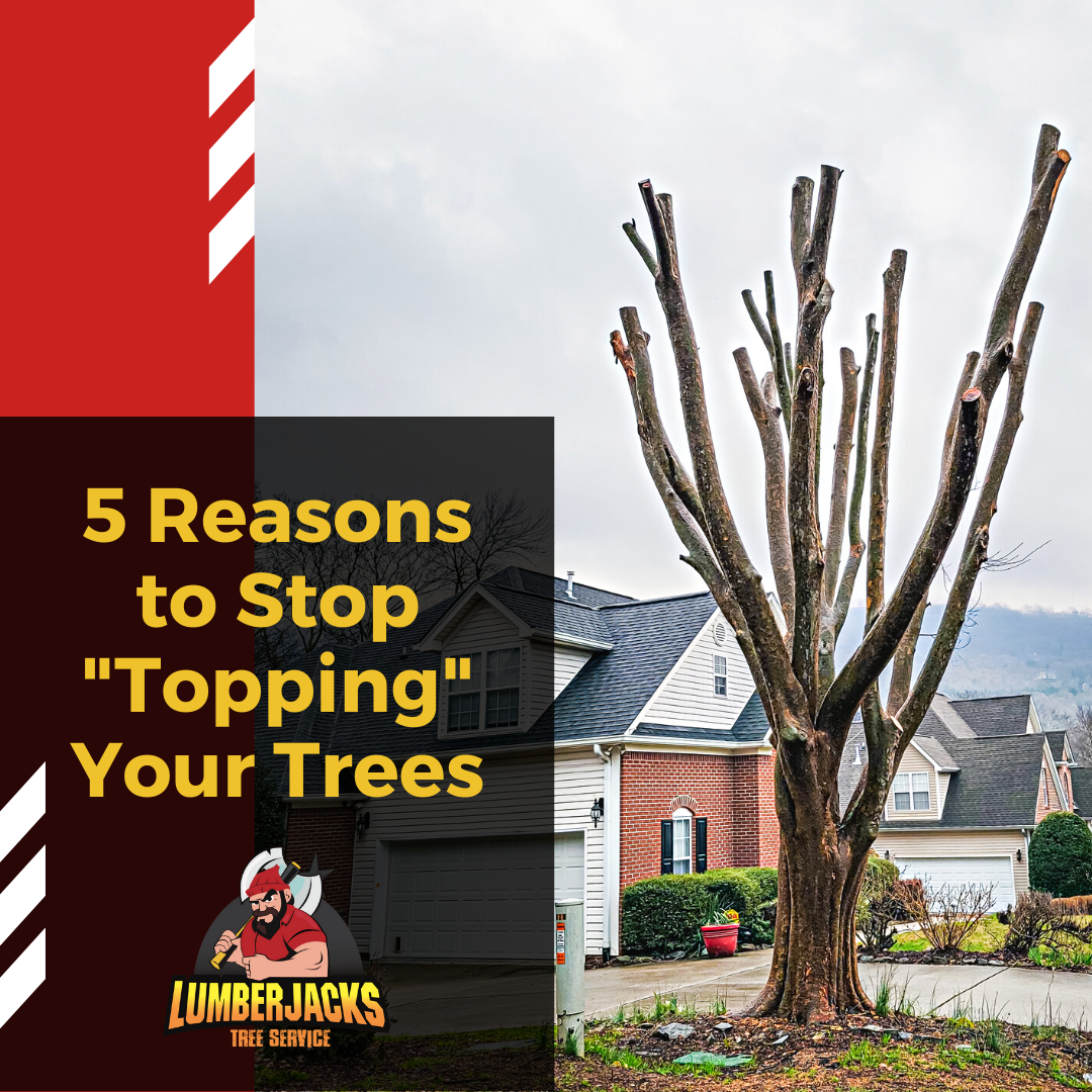 5 Reasons to Stop Topping Your Trees