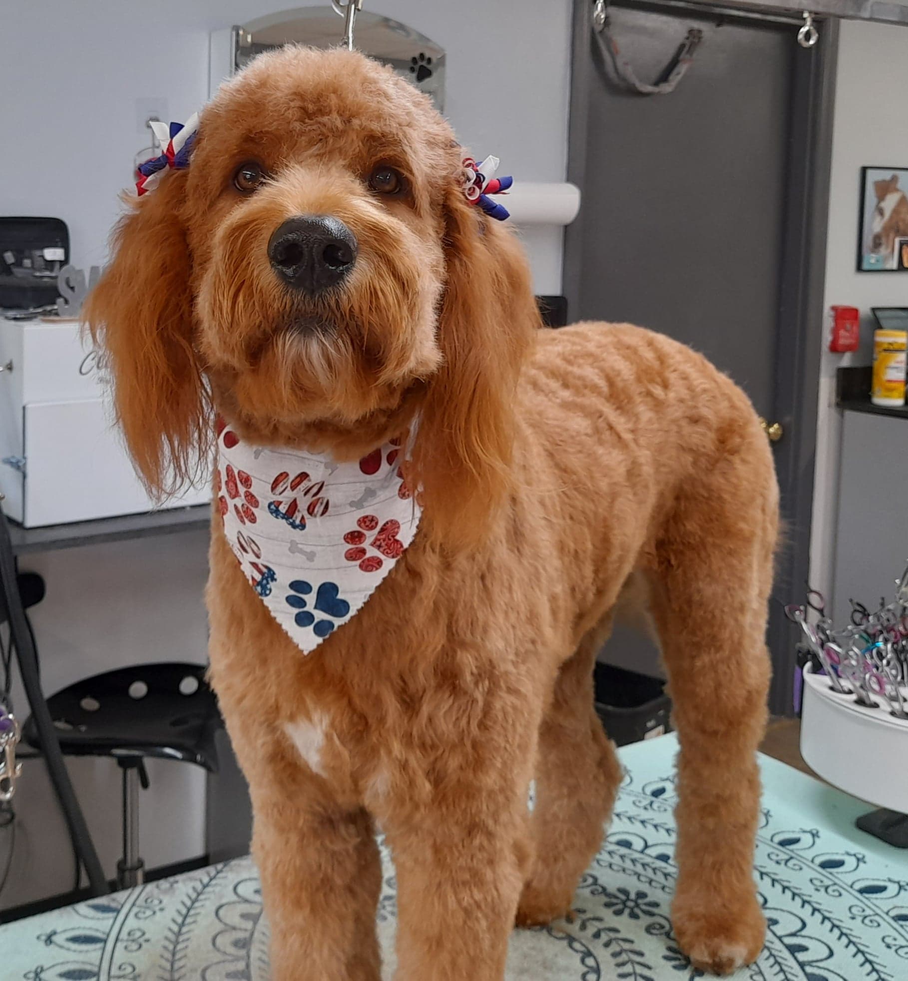 Pet Pictures | Dayton, OH | Pawsitively Perfect Grooming