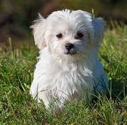 Teacup, Toy & Miniature Maltese Puppies and Dogs