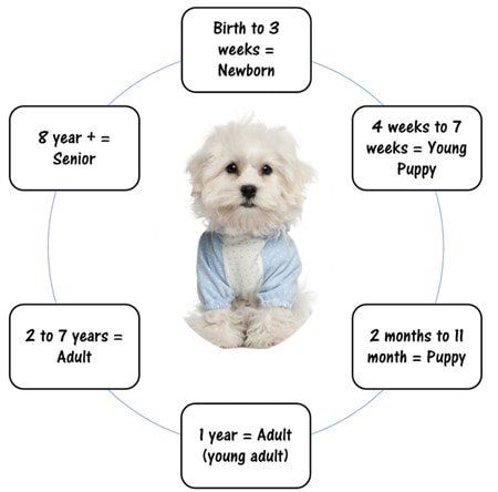 Maltese Puppy and Dog Age Equivalence , Milestones