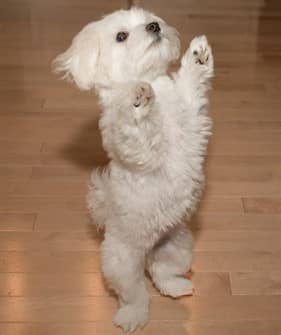 Maltese Dog Color Information