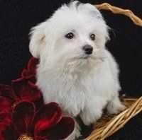 Maltese Common Health Issues and Breed Specific Conditions
