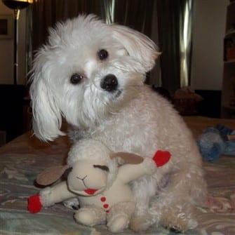 Maltese Dog Color Information