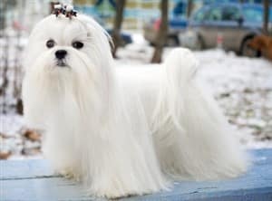 Cute Maltese Hair Cuts and Styles