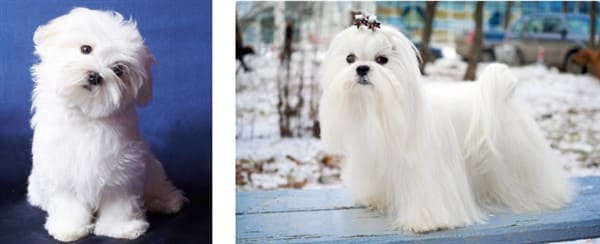 Maltese Dog Appearance