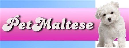 Maltese Names | Cute and Fitting Names for Maltese Puppies