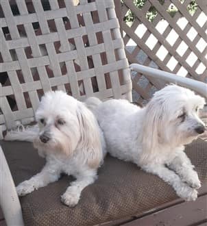 Care Tips for Senior Maltese Dogs