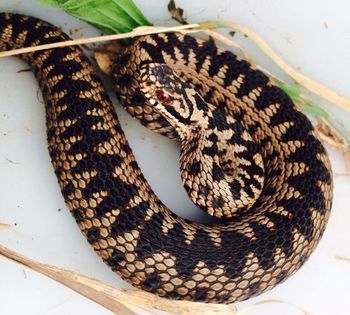 Ecological surveys | Darwin Ecology Ltd