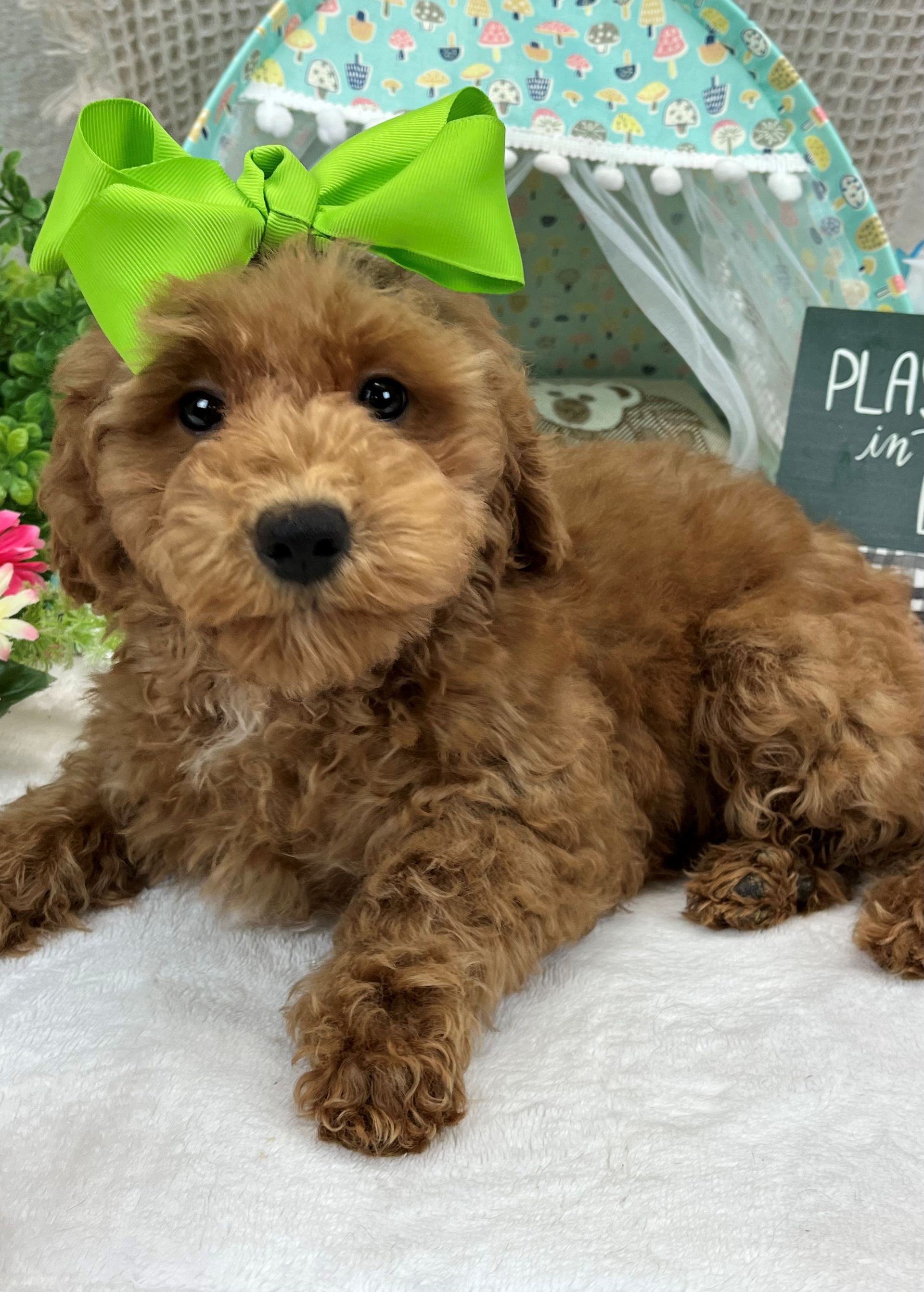 Mini Poodle Puppies, Miniature Poodle Puppies | Mini Poodles & Doodles