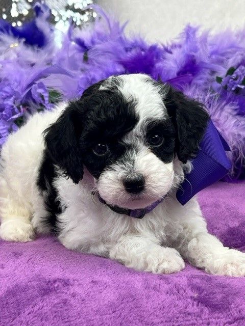 Cavapoo & Aussiedoodle Puppies | Mini Poodles & Doodles