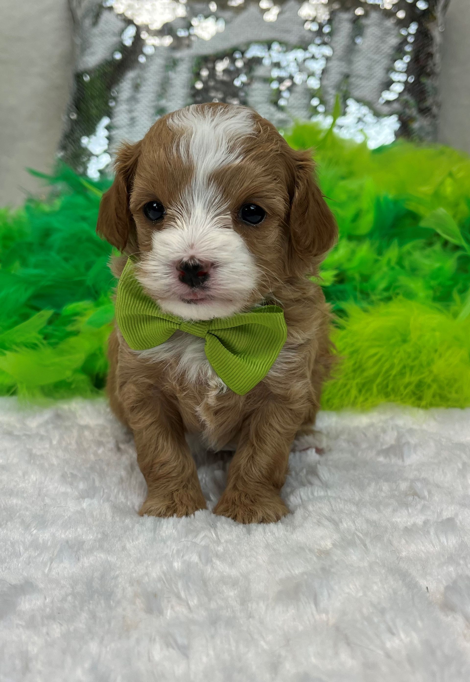 Cavapoo & Aussiedoodle Puppies | Mini Poodles & Doodles