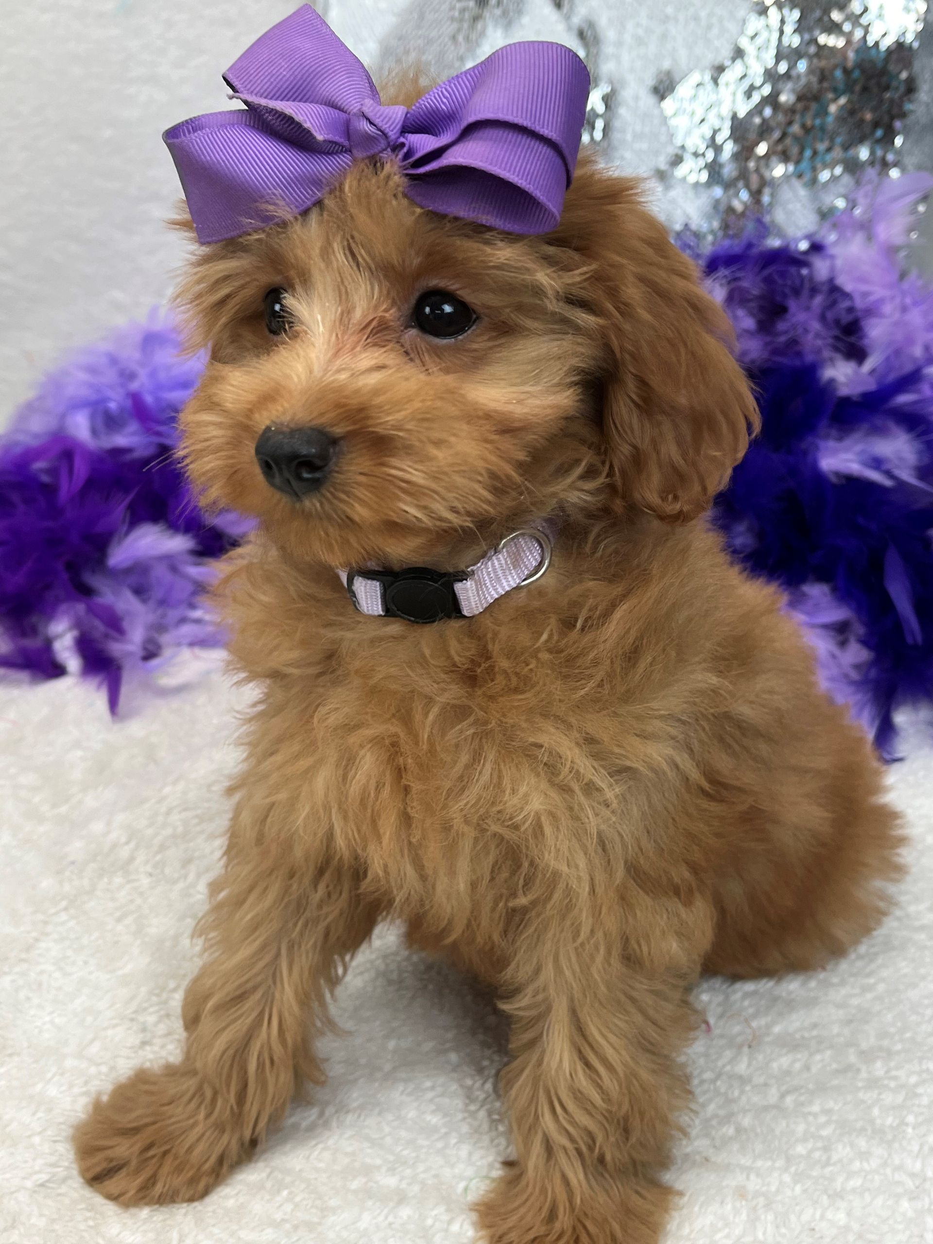 Cavapoo & Aussiedoodle Puppies | Mini Poodles & Doodles