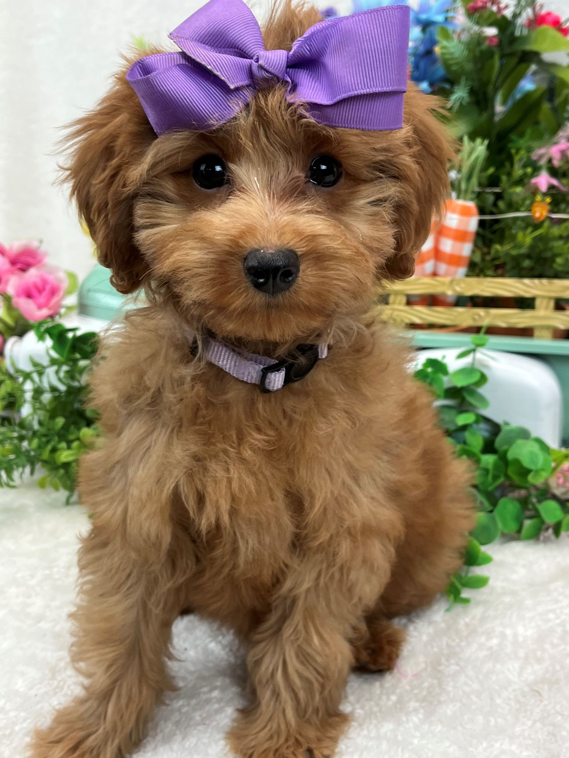 Cavapoo & Aussiedoodle Puppies | Mini Poodles & Doodles