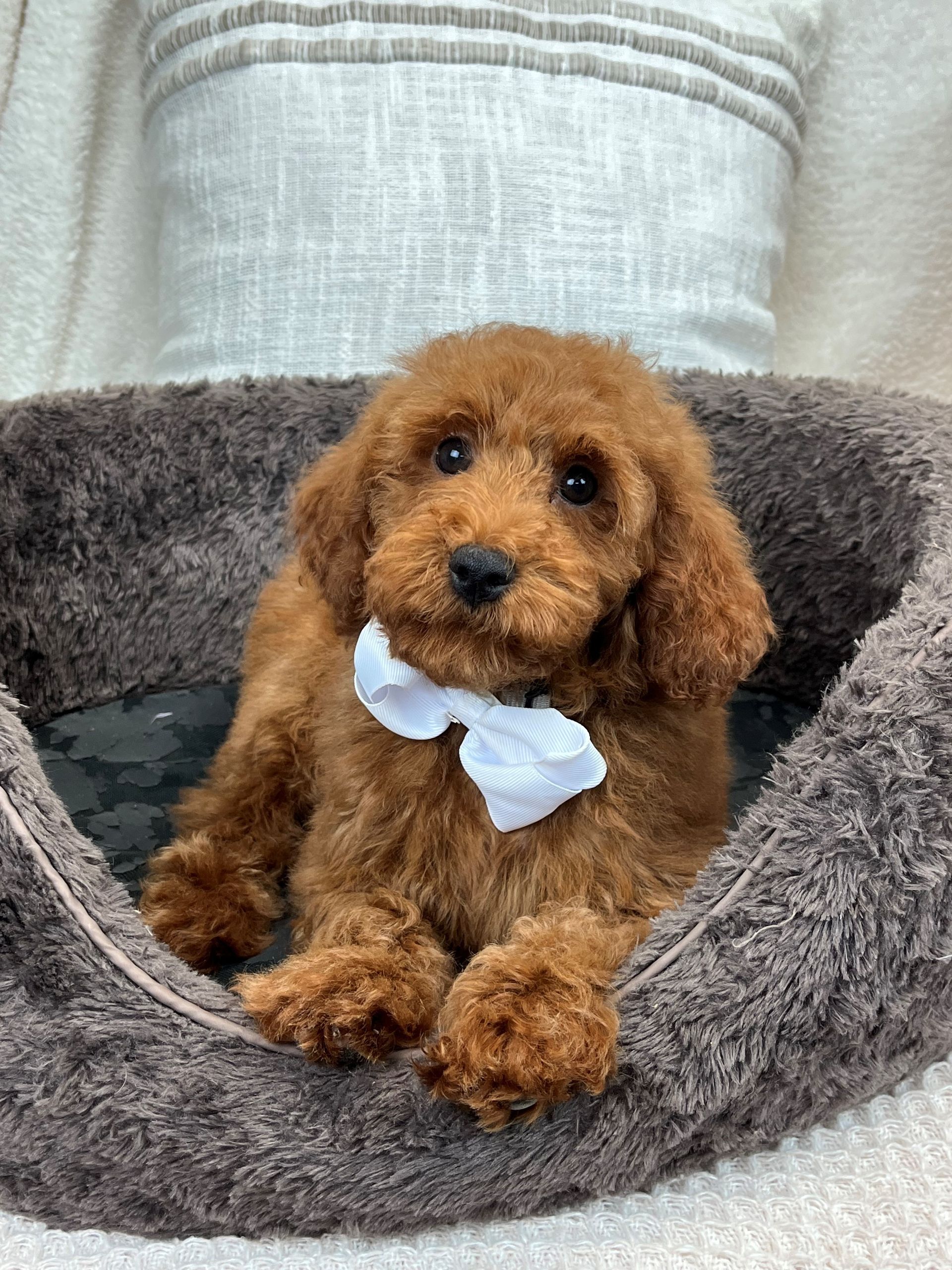 Mini Poodle Puppies, Miniature Poodle Puppies | Mini Poodles & Doodles