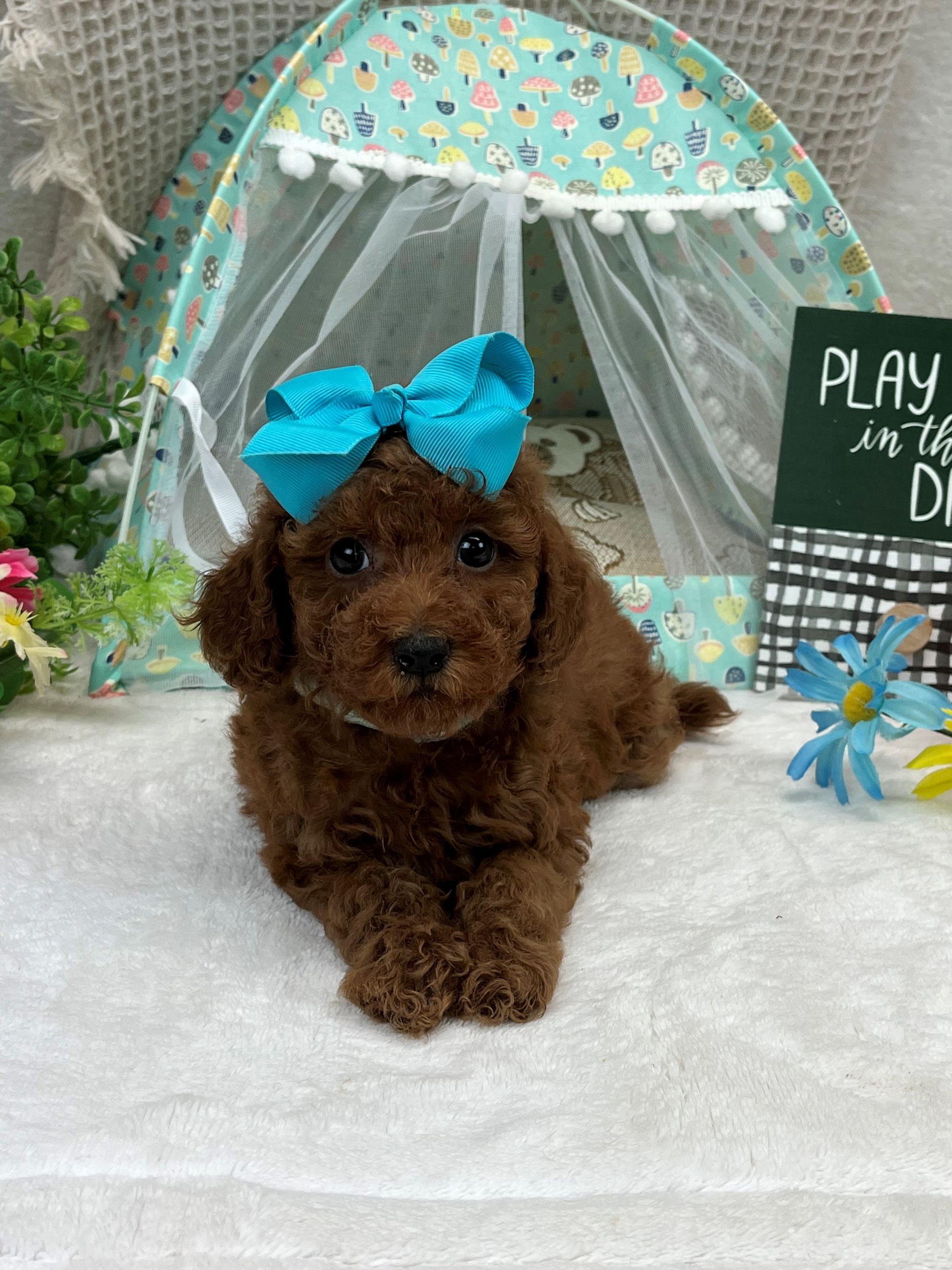 Mini Poodle Puppies, Miniature Poodle Puppies | Mini Poodles & Doodles