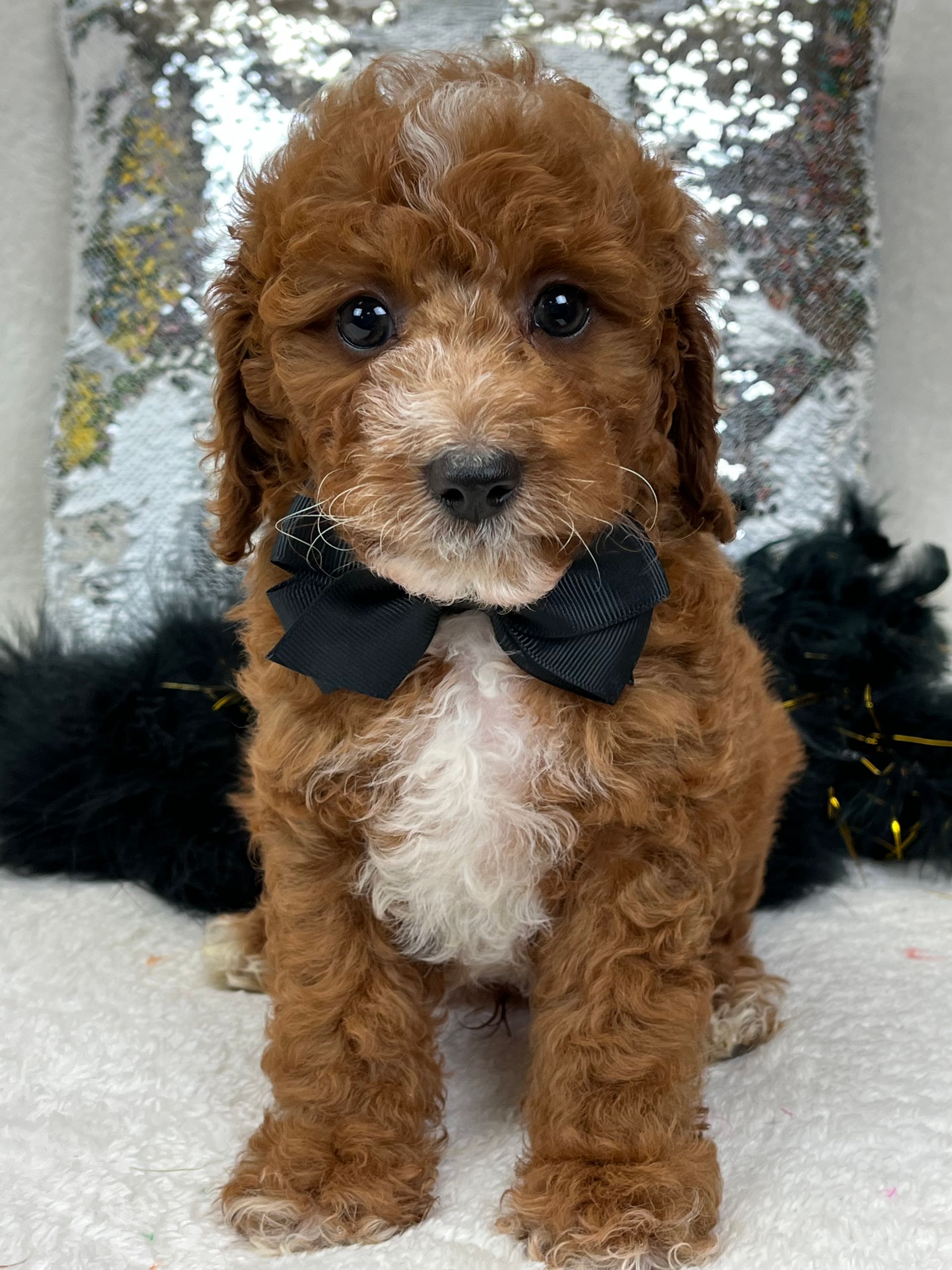 Mini Poodle Puppies, Miniature Poodle Puppies | Mini Poodles & Doodles