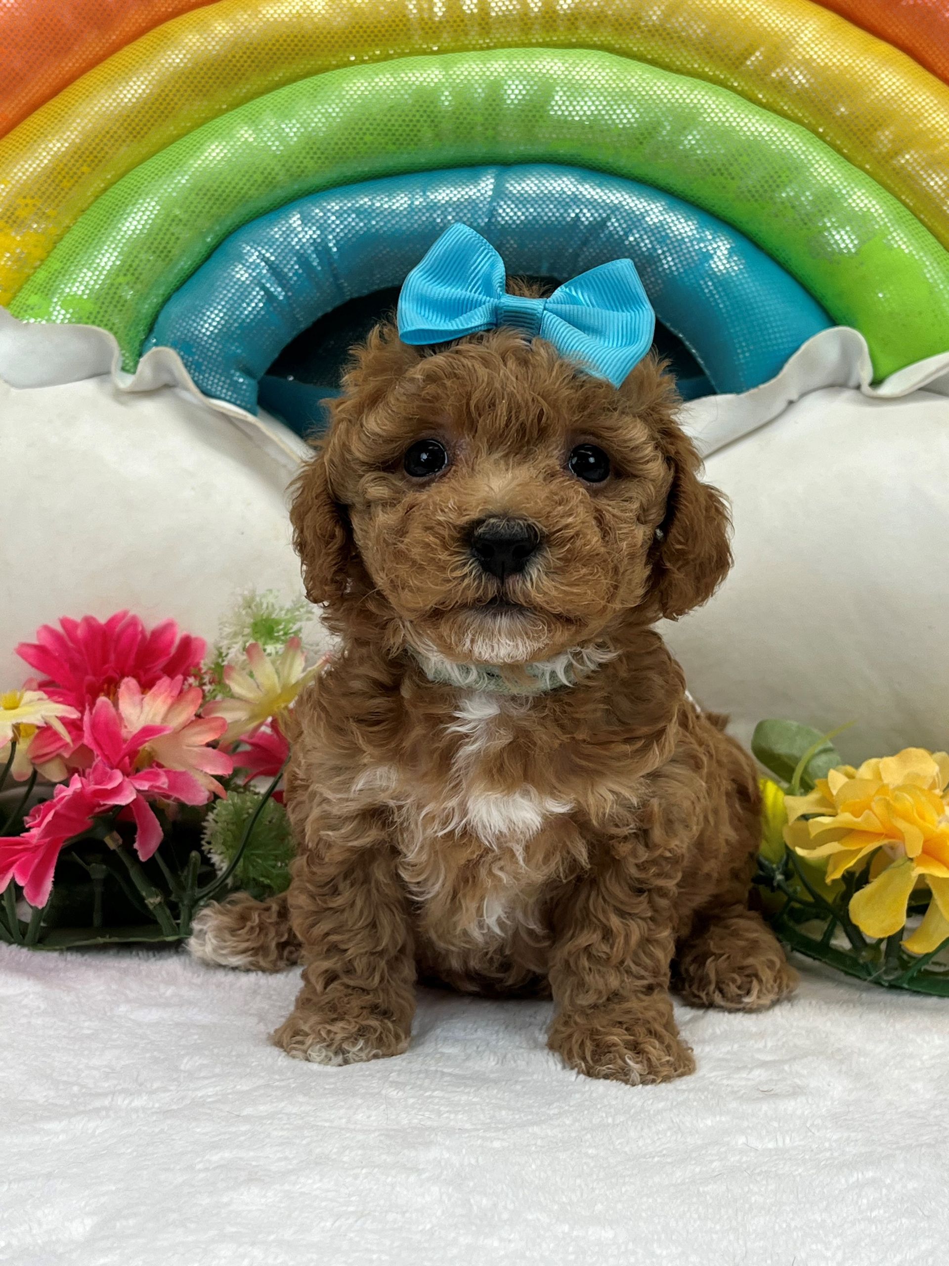 Mini Poodle Puppies, Miniature Poodle Puppies | Mini Poodles & Doodles