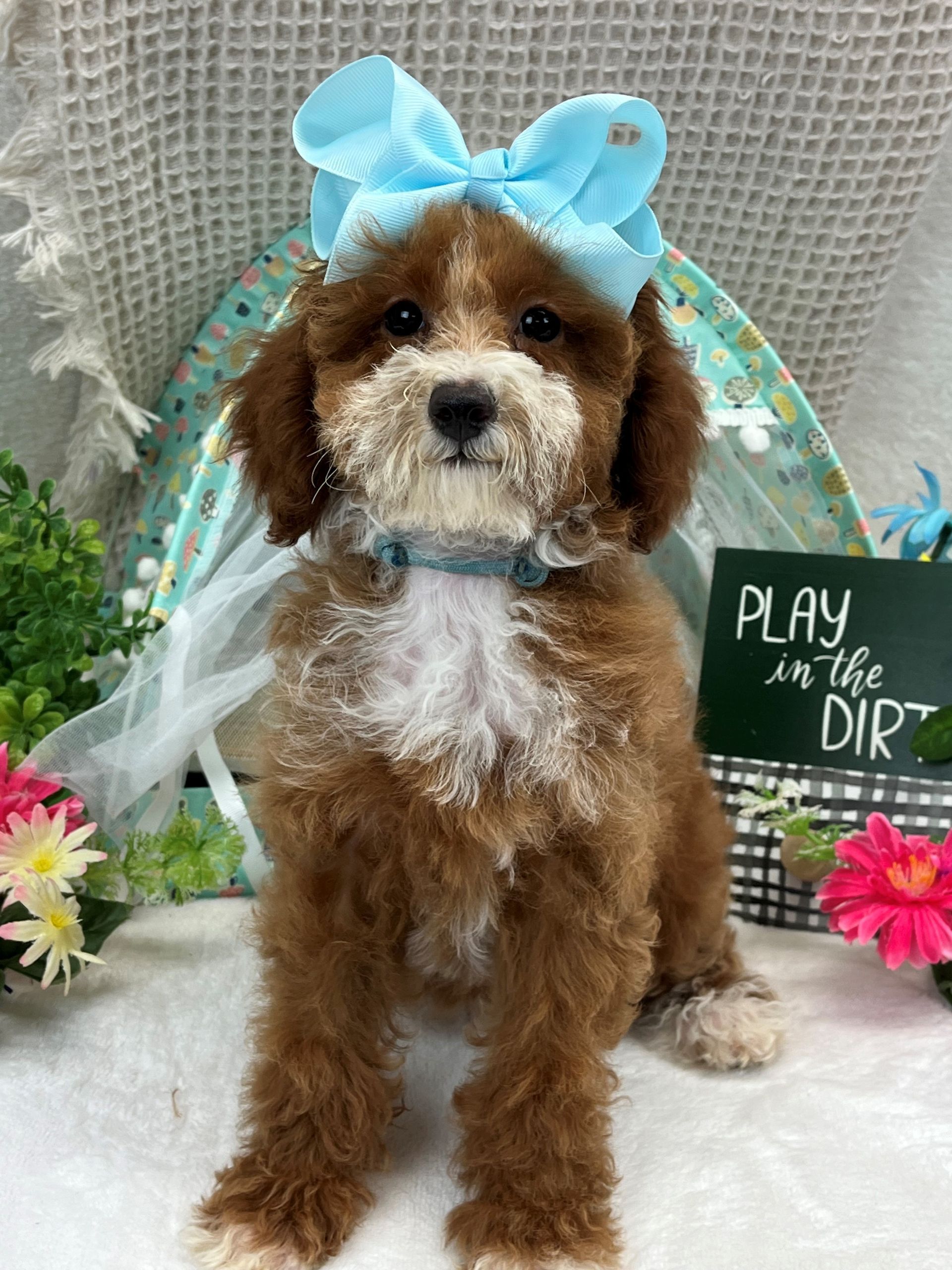 Mini Poodle Puppies, Miniature Poodle Puppies | Mini Poodles & Doodles