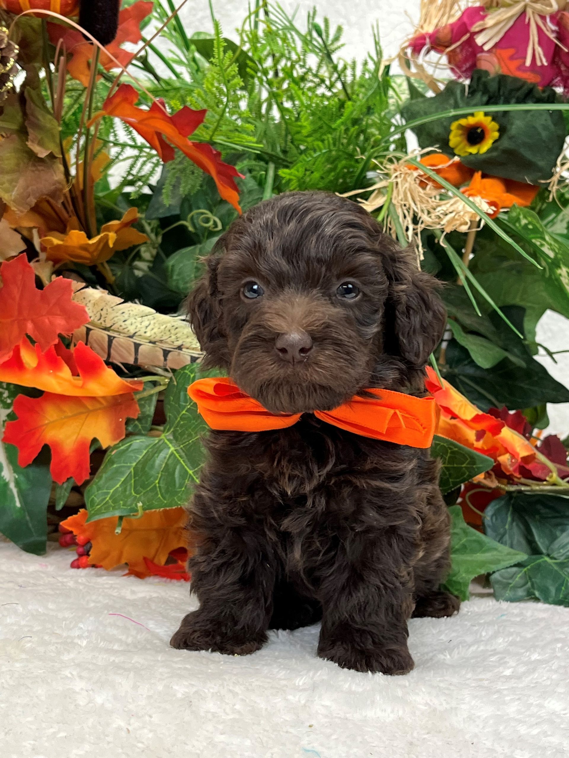 Mini Poodle Puppies, Miniature Poodle Puppies | Mini Poodles & Doodles