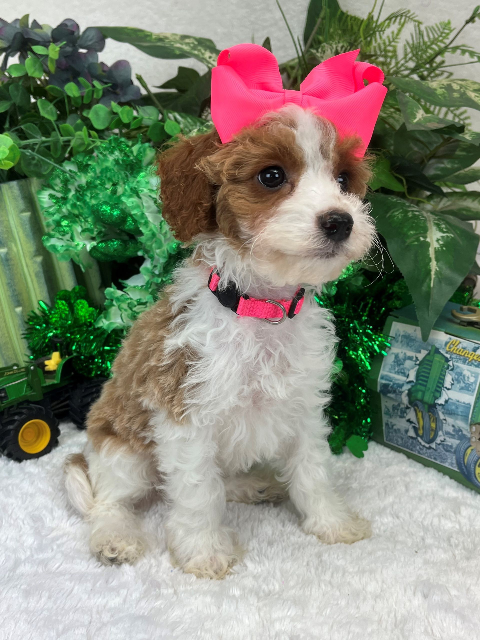 Cavapoo & Aussiedoodle Puppies | Mini Poodles & Doodles