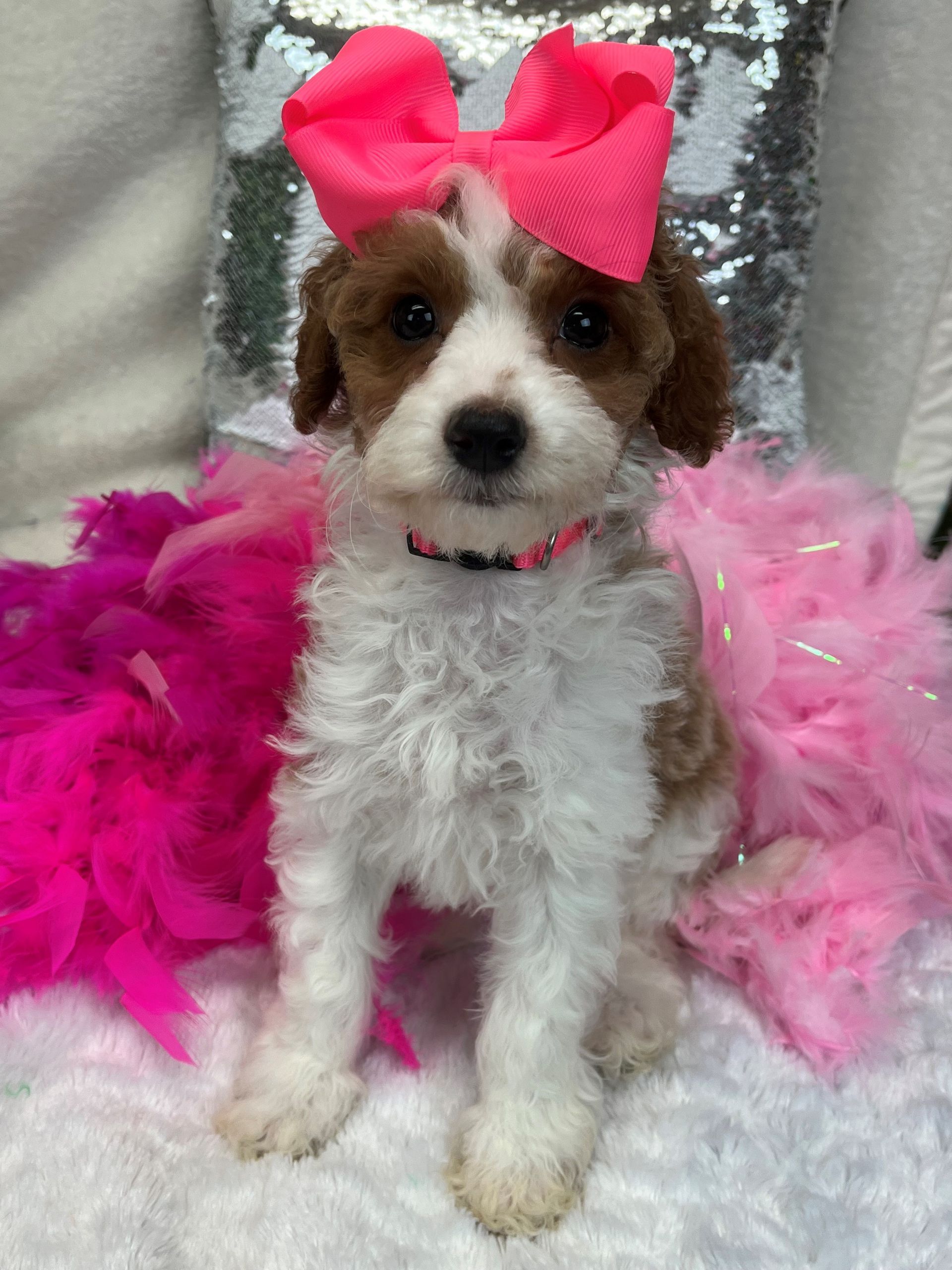 Cavapoo & Aussiedoodle Puppies | Mini Poodles & Doodles