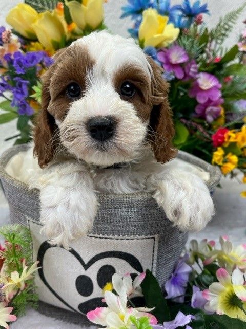 Cavapoo & Aussiedoodle Puppies | Mini Poodles & Doodles
