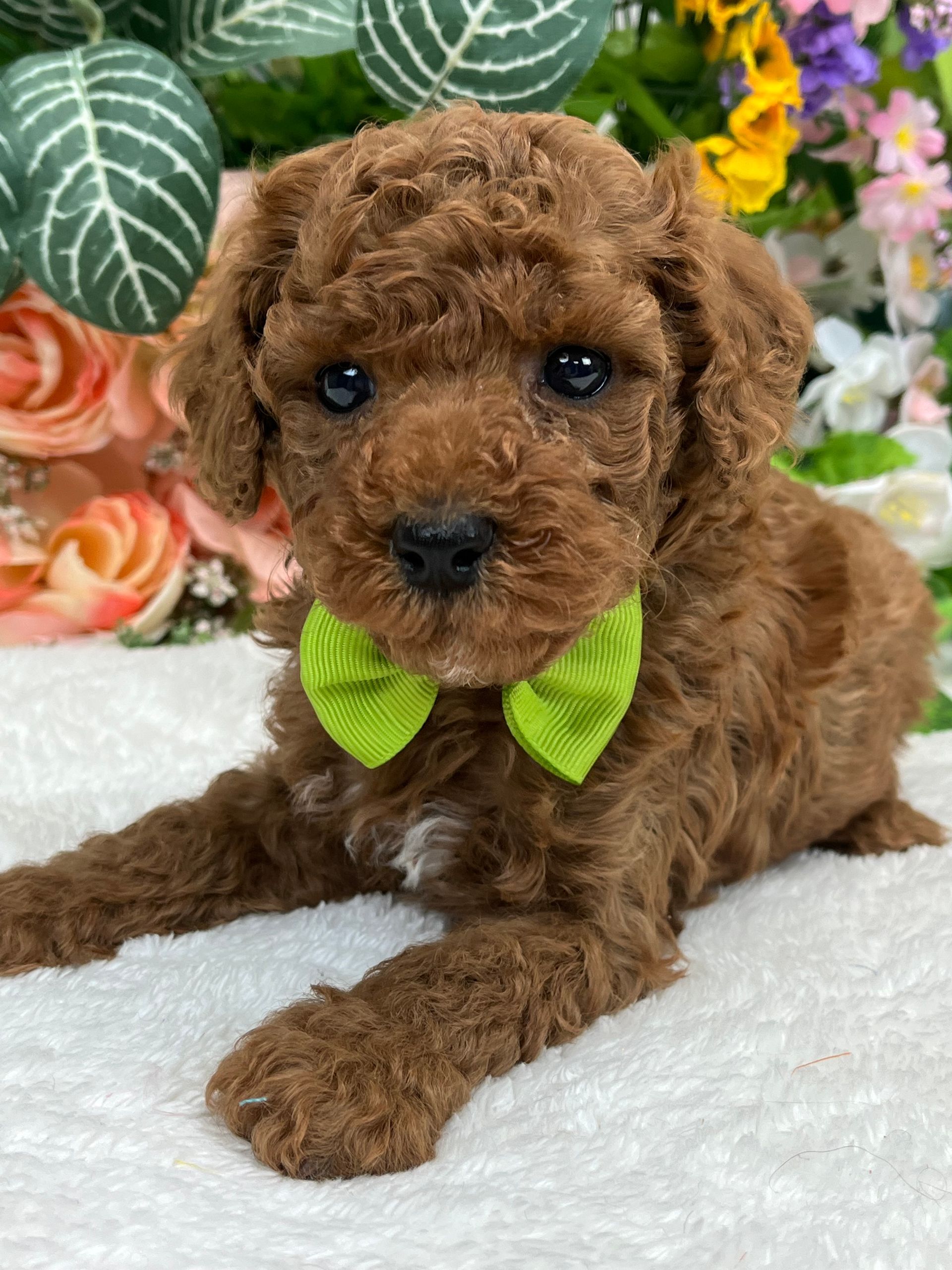Mini Poodle Puppies, Miniature Poodle Puppies | Mini Poodles & Doodles