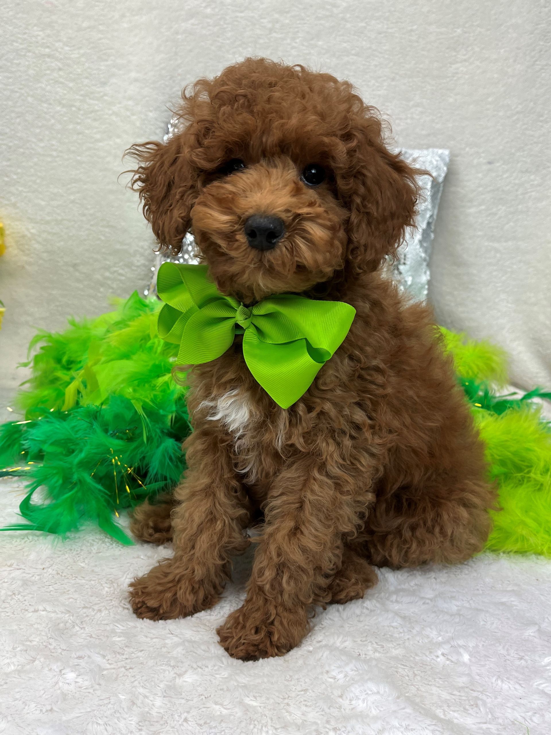 Mini Poodle Puppies, Miniature Poodle Puppies | Mini Poodles & Doodles