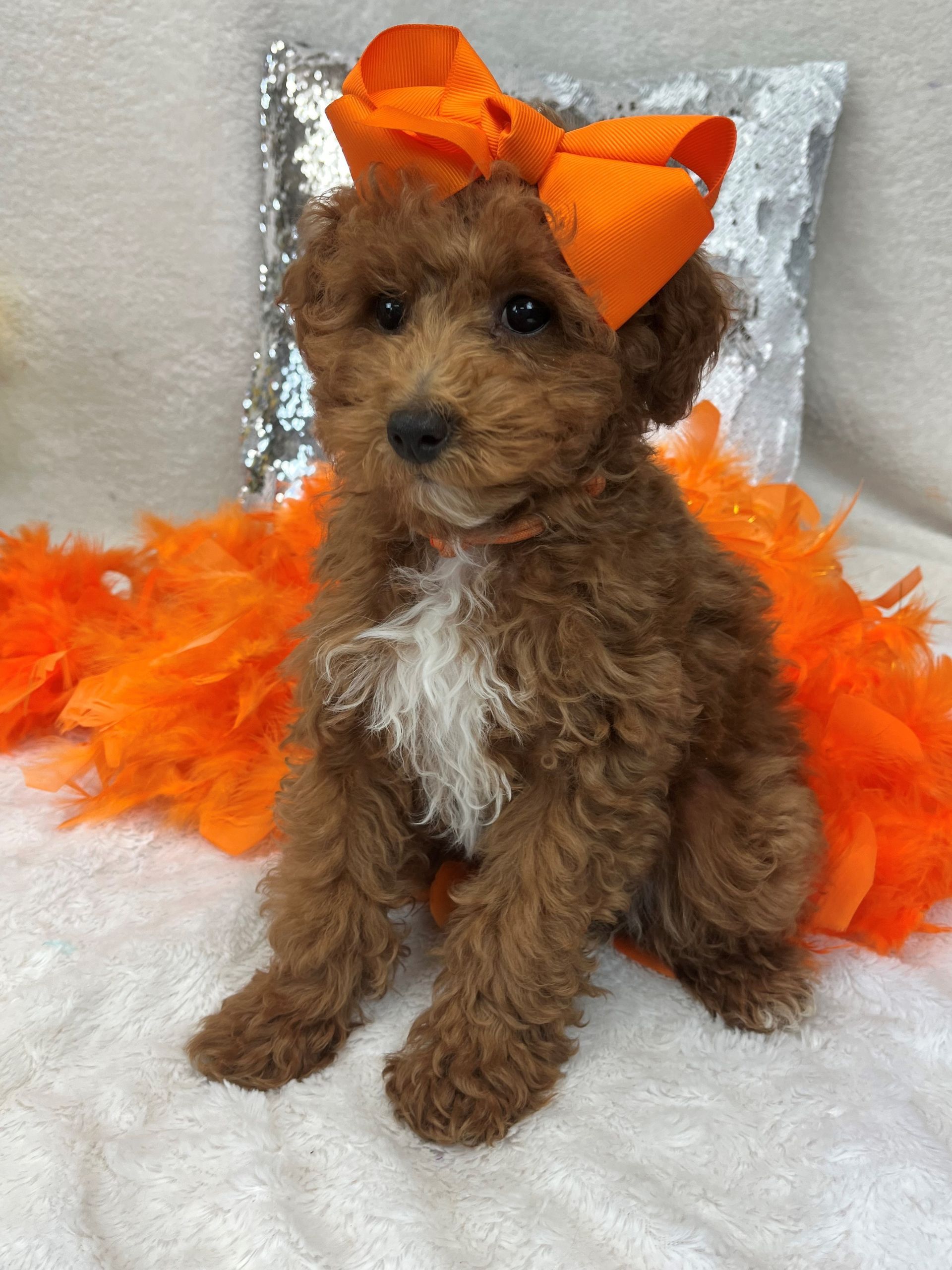 Mini Poodle Puppies, Miniature Poodle Puppies | Mini Poodles & Doodles