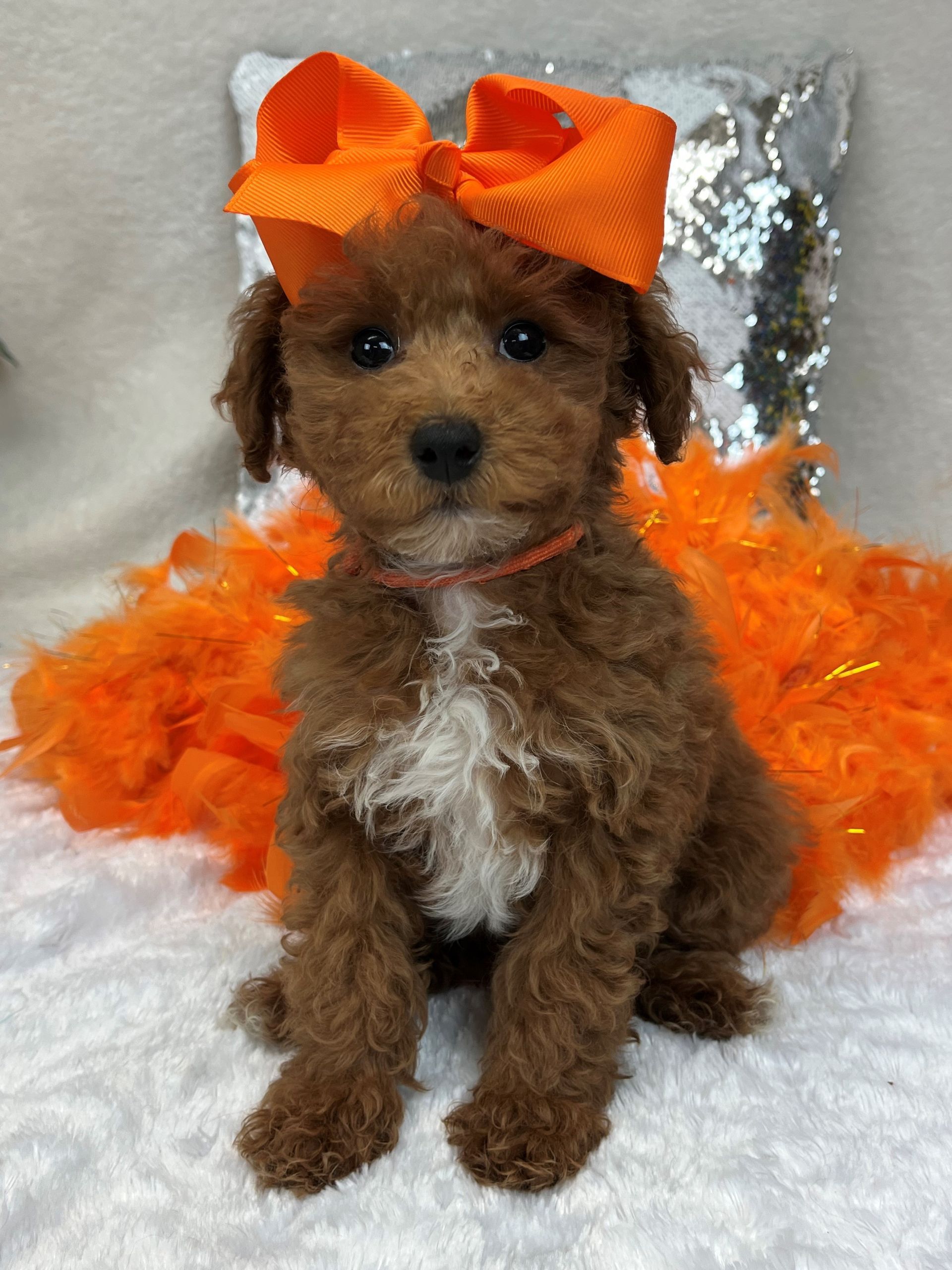Mini Poodle Puppies, Miniature Poodle Puppies | Mini Poodles & Doodles