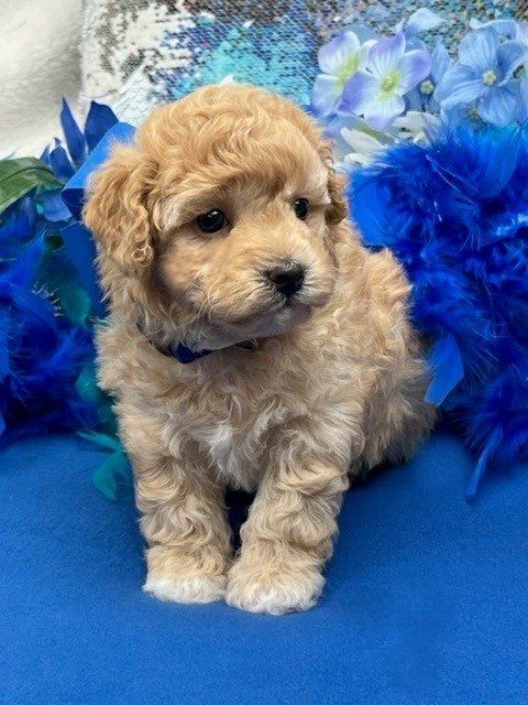 Mini Poodle Puppies, Miniature Poodle Puppies | Mini Poodles & Doodles