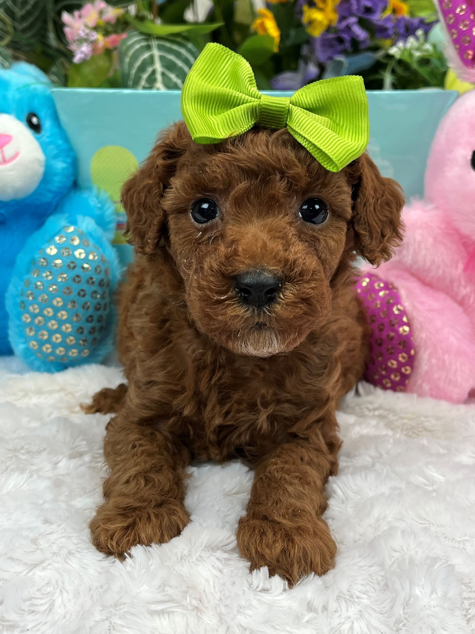 Mini Poodle Puppies, Miniature Poodle Puppies | Mini Poodles & Doodles