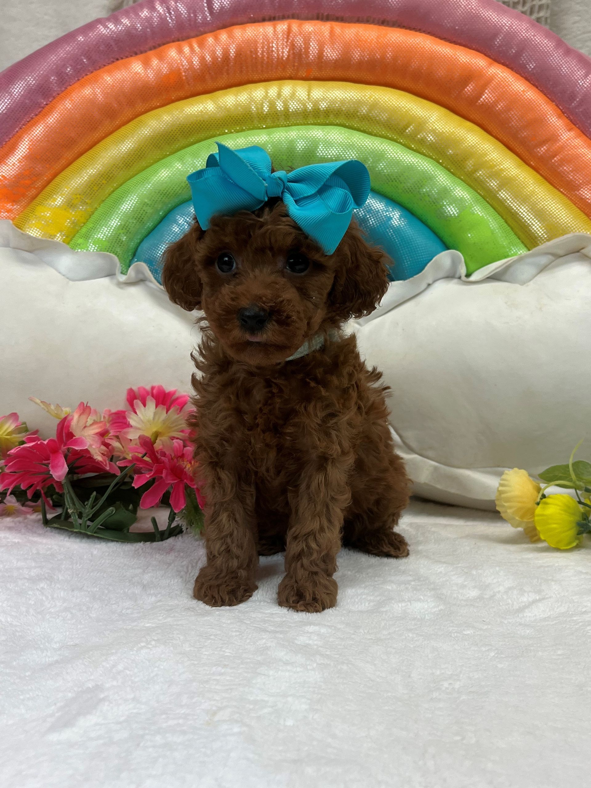 Mini Poodle Puppies, Miniature Poodle Puppies | Mini Poodles & Doodles