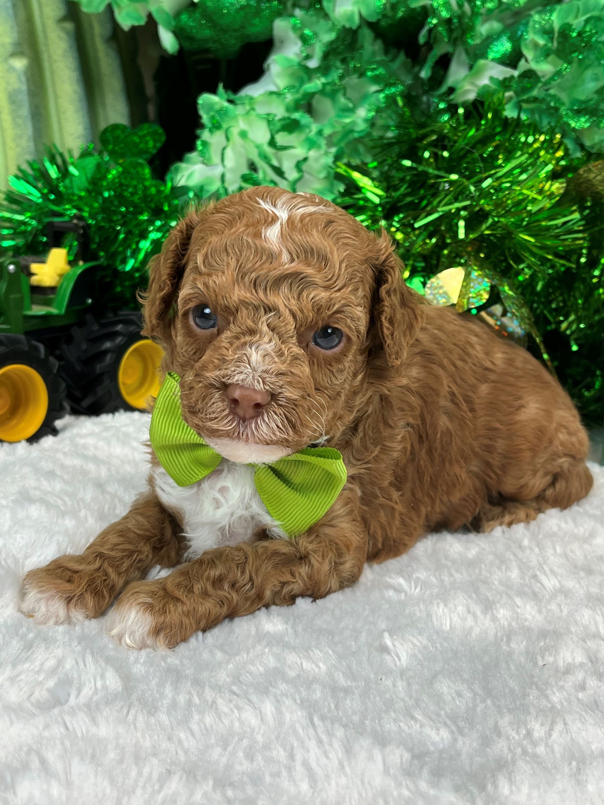 Cavapoo & Aussiedoodle Puppies | Mini Poodles & Doodles