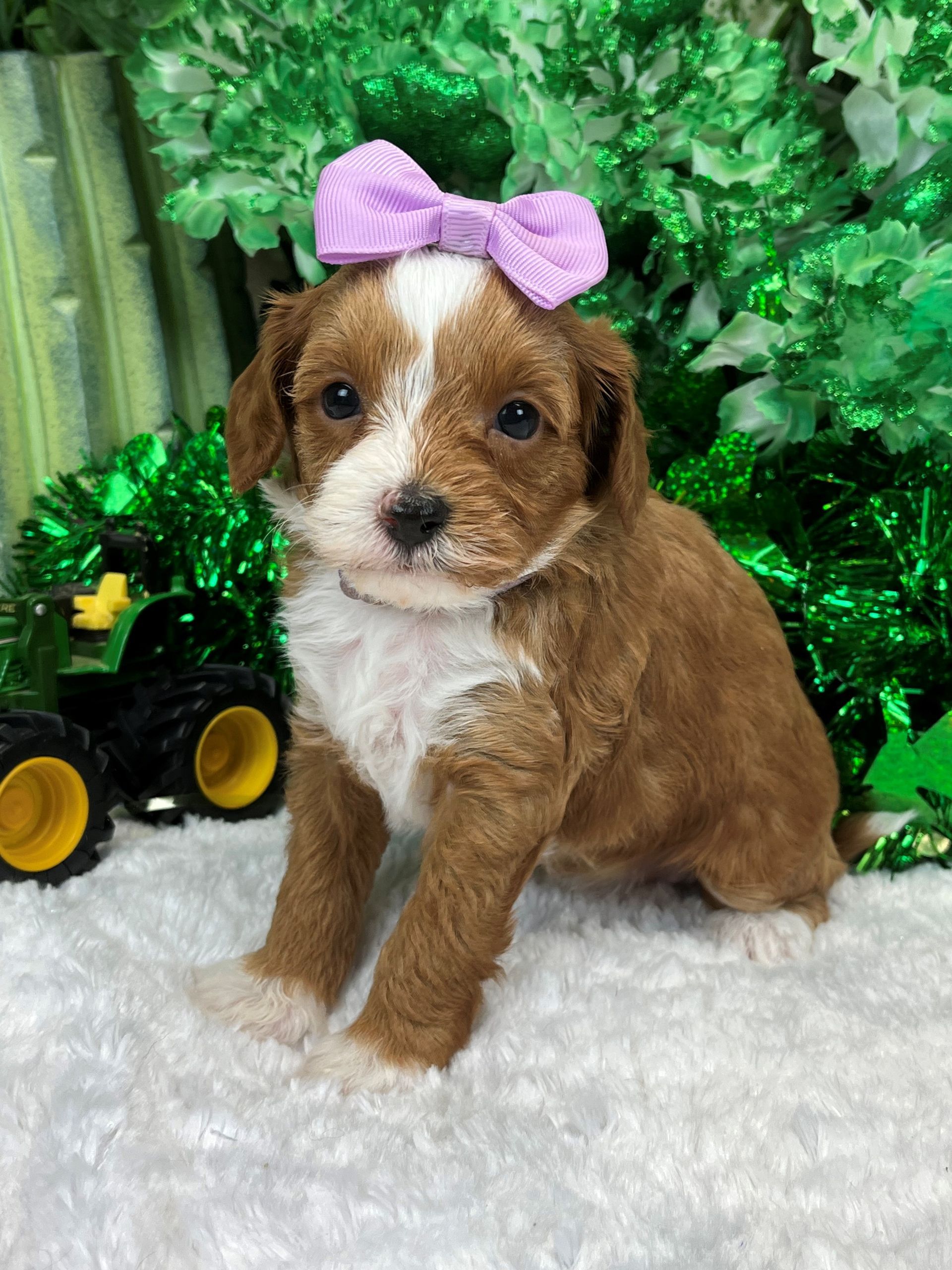 Cavapoo & Aussiedoodle Puppies | Mini Poodles & Doodles