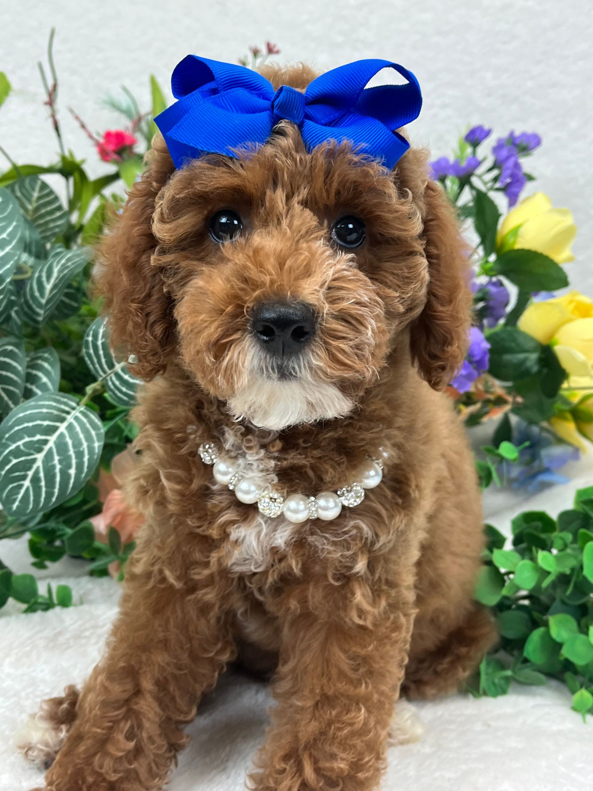 Mini Poodle Puppies, Miniature Poodle Puppies | Mini Poodles & Doodles