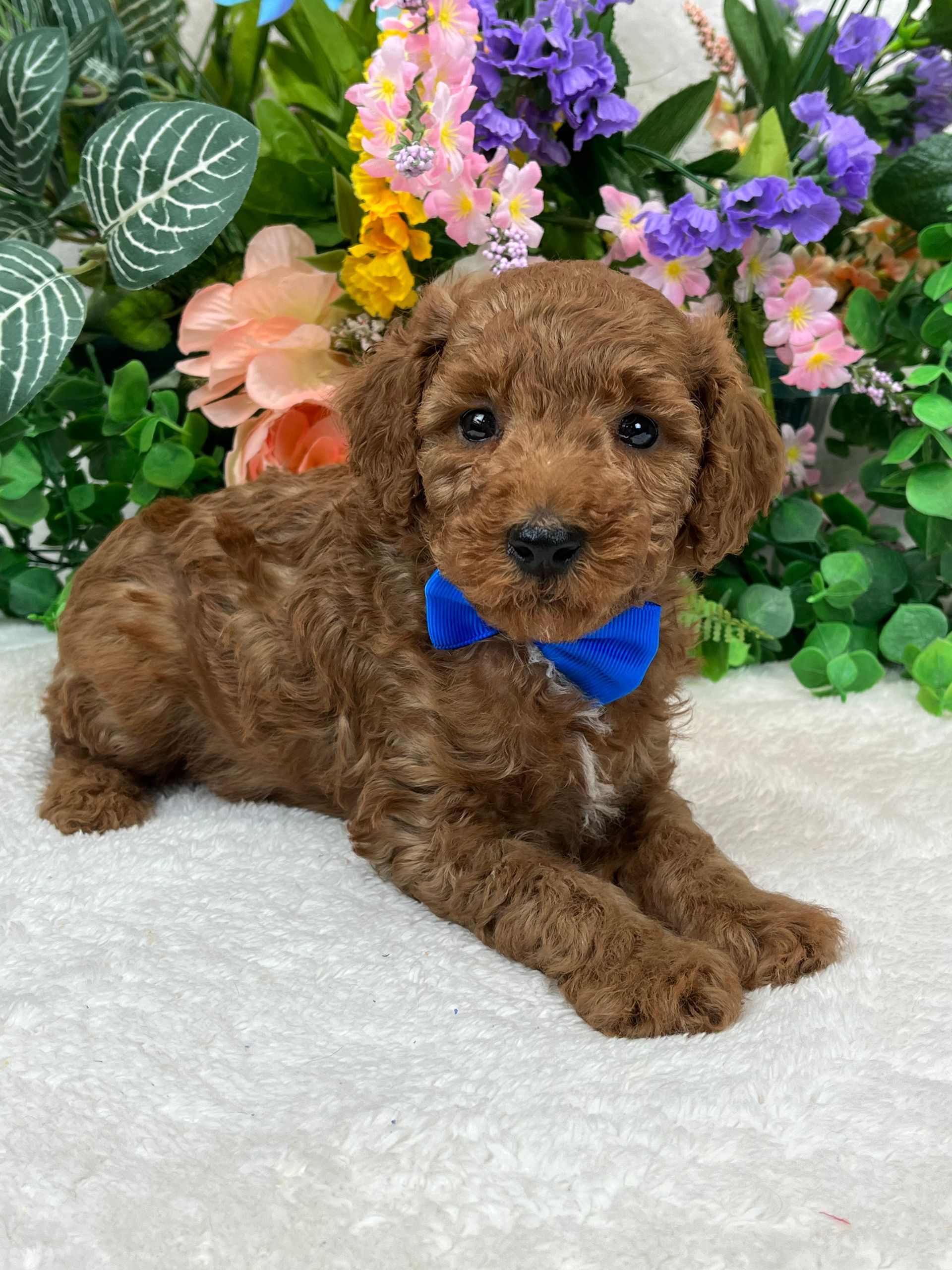 Mini Poodle Puppies, Miniature Poodle Puppies | Mini Poodles & Doodles