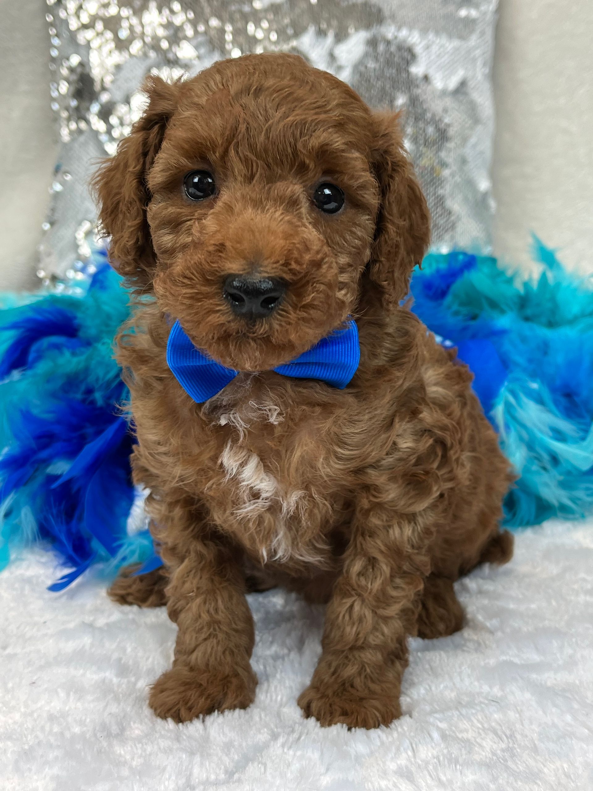 Mini Poodle Puppies, Miniature Poodle Puppies | Mini Poodles & Doodles