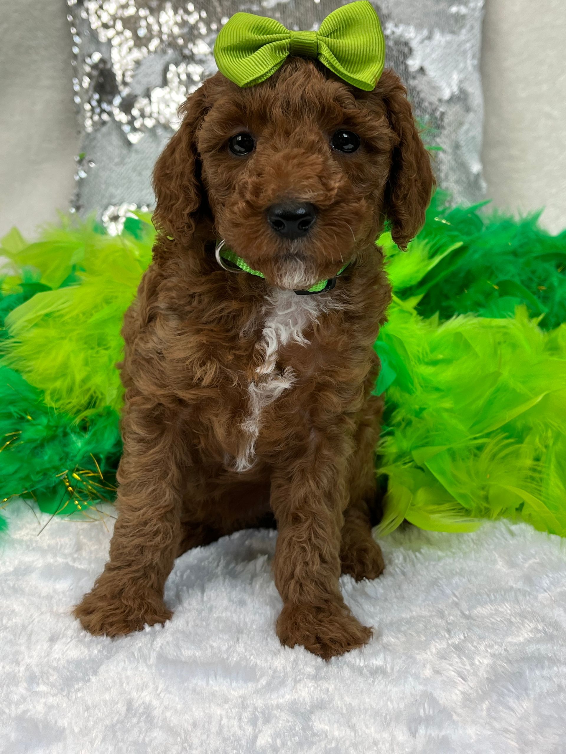Mini Poodle Puppies, Miniature Poodle Puppies | Mini Poodles & Doodles