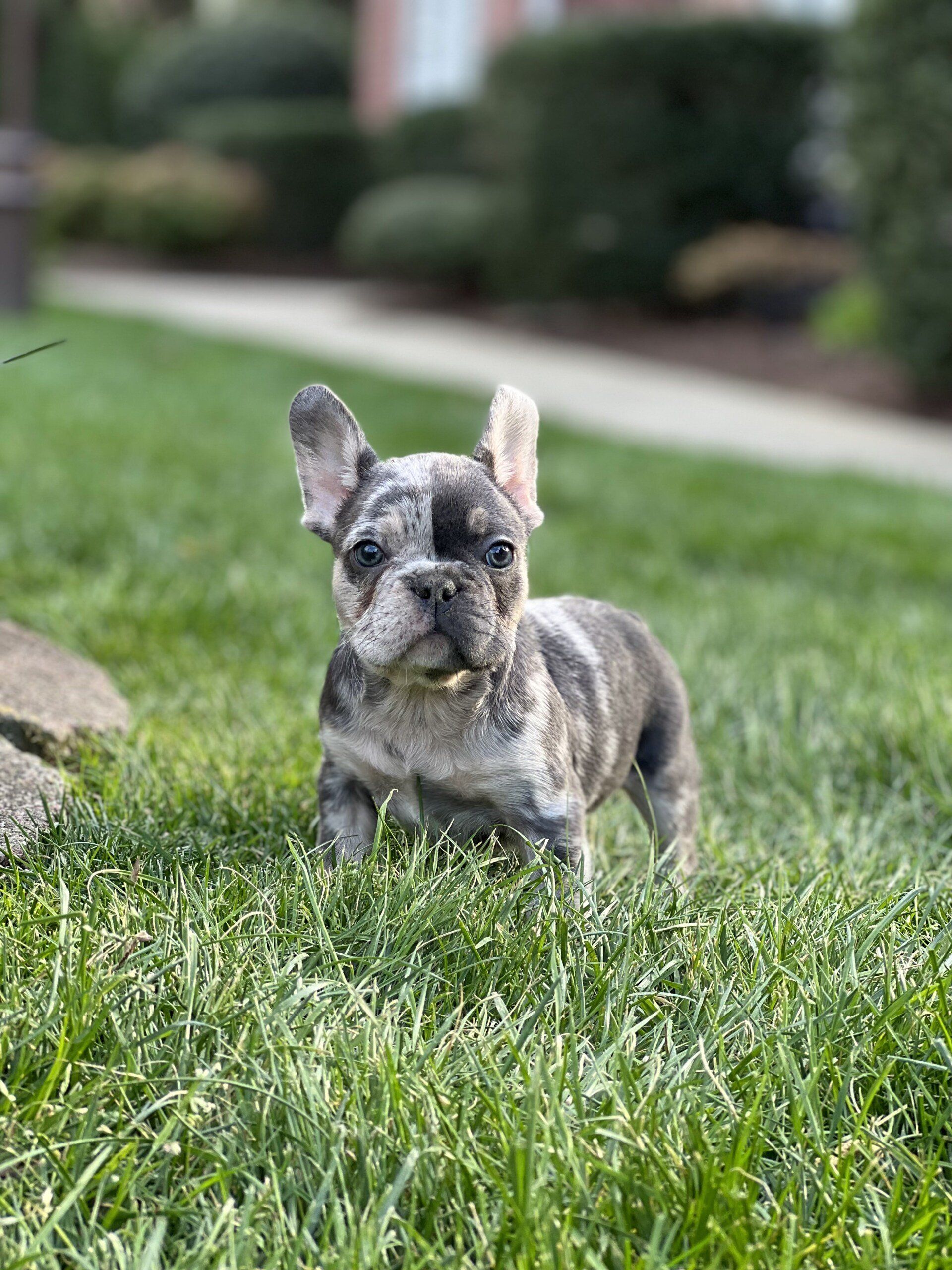 Frenchie Puppies | Raleigh, NC | Montgomery Frenchies