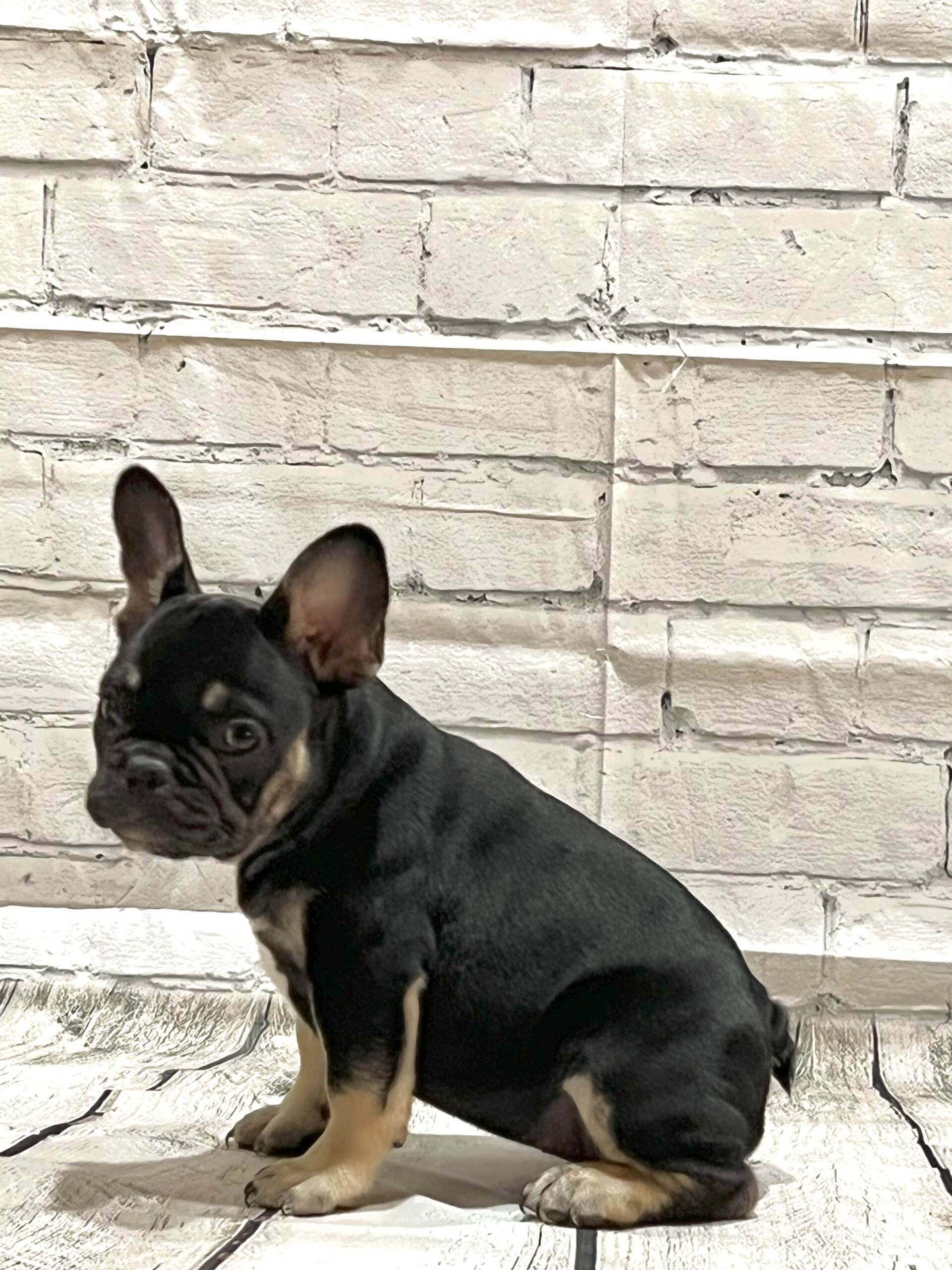 Frenchie Puppies | Raleigh, NC | Montgomery Frenchies