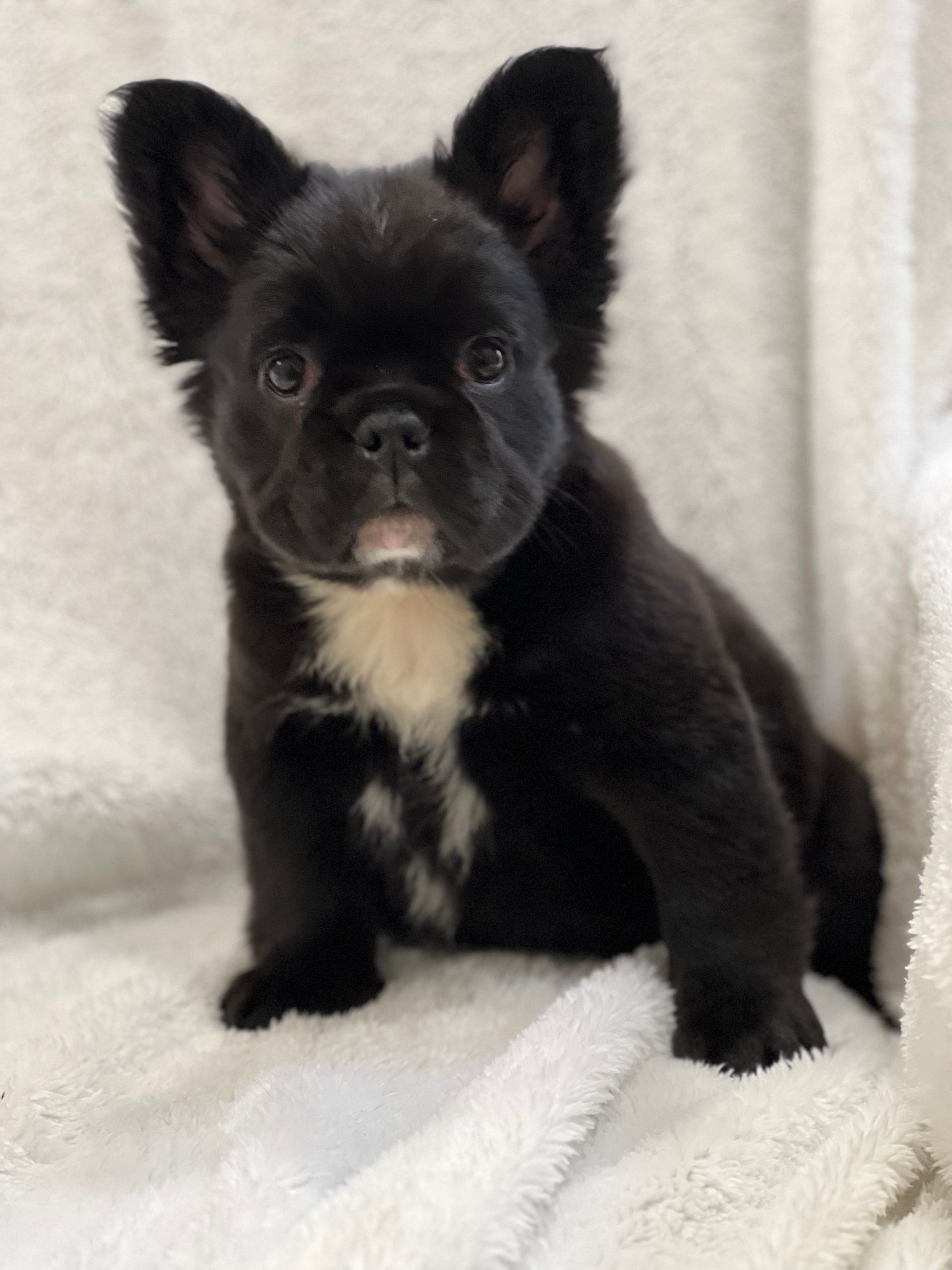 Frenchie Puppies | Raleigh, NC | Montgomery Frenchies