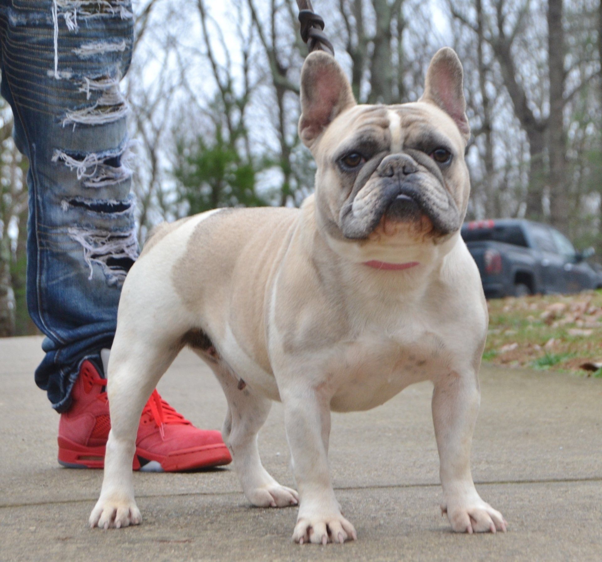 Frenchie Puppies | Raleigh, NC | Montgomery Frenchies