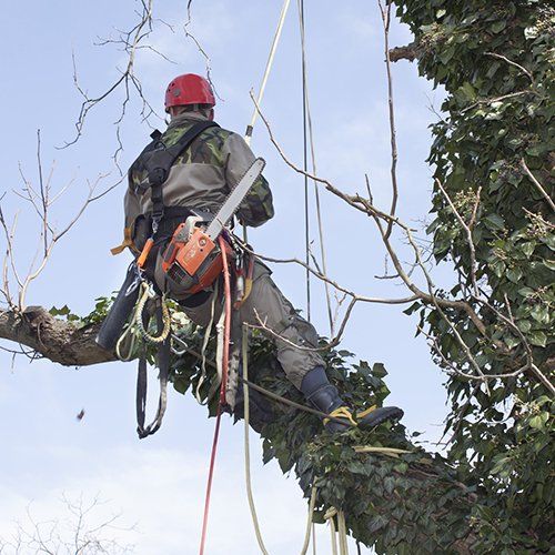Understanding The Key Terms Used In Tree Surgery