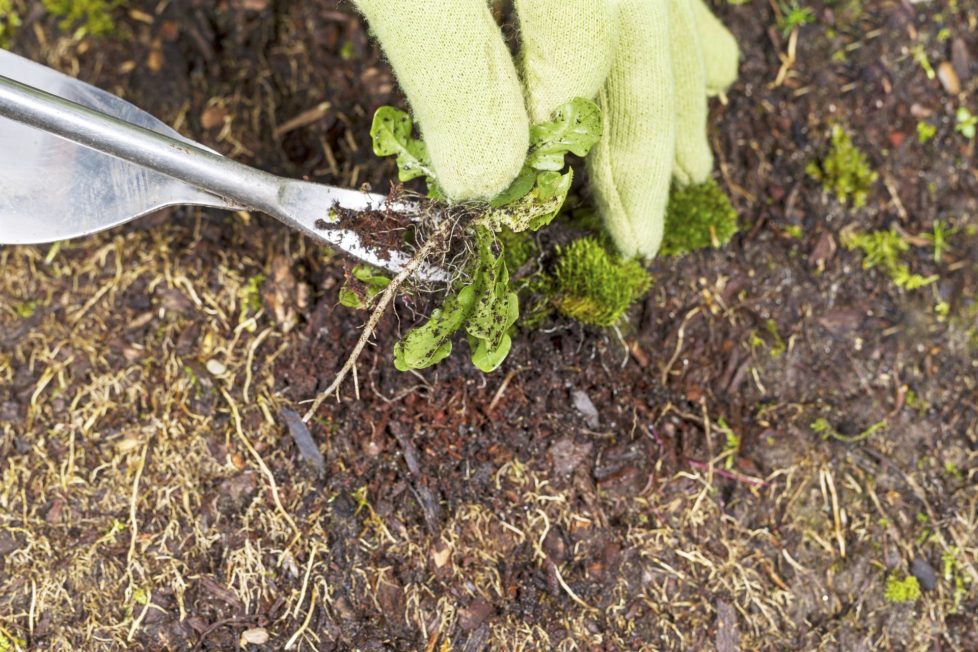 The Ultimate Guide To Controlling and Killing Weeds The Ultimate Guide To Controlling and Killing Weeds