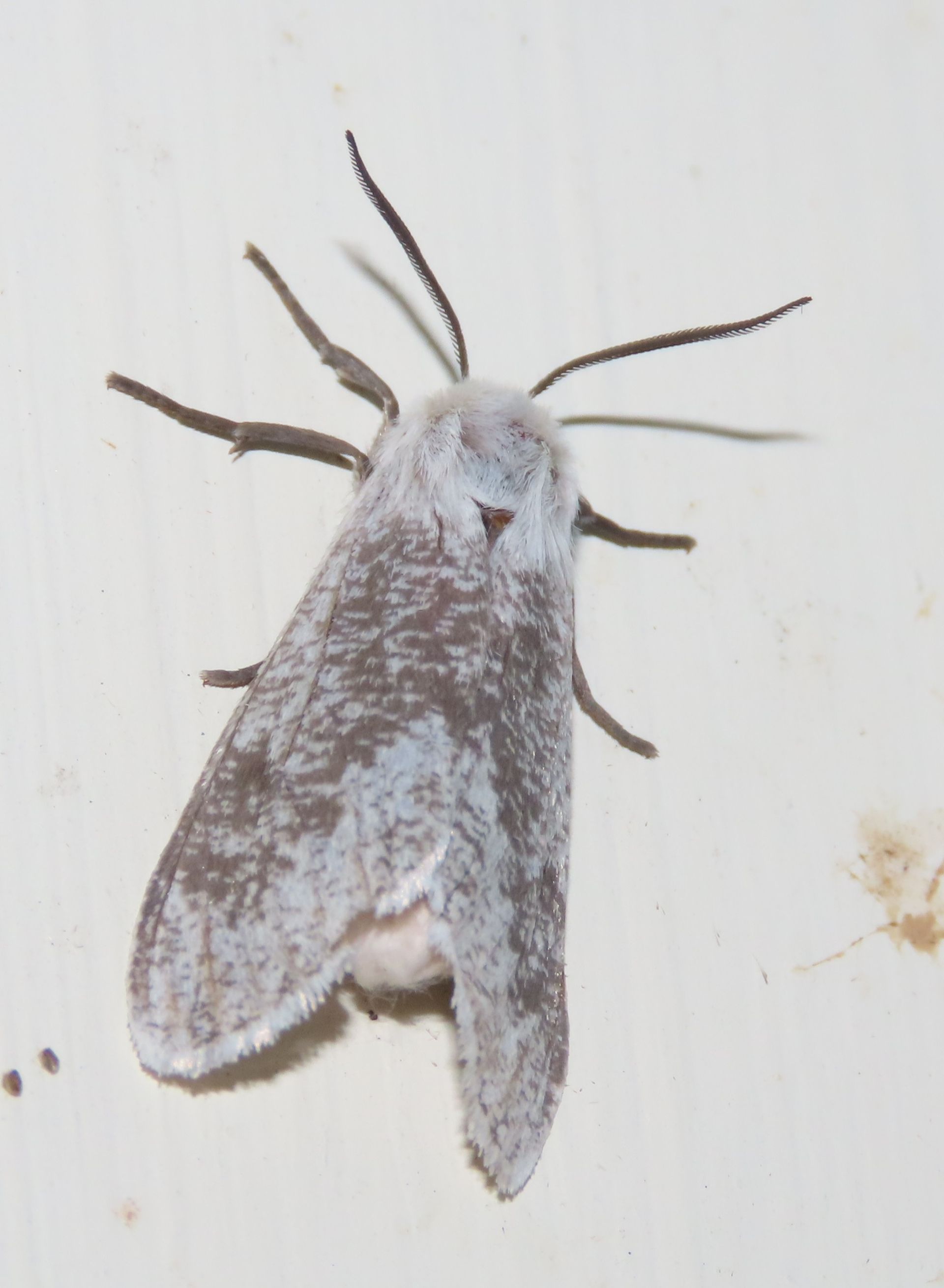 Birders on the Road | Alamo, TX