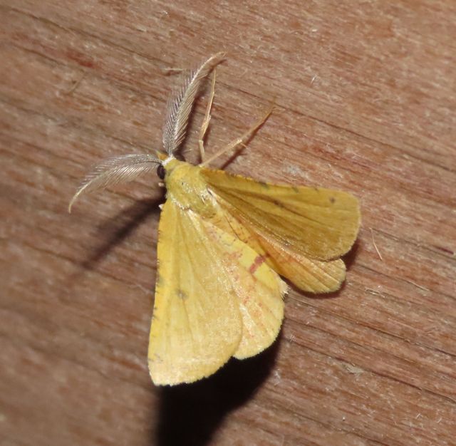 yellow moth small